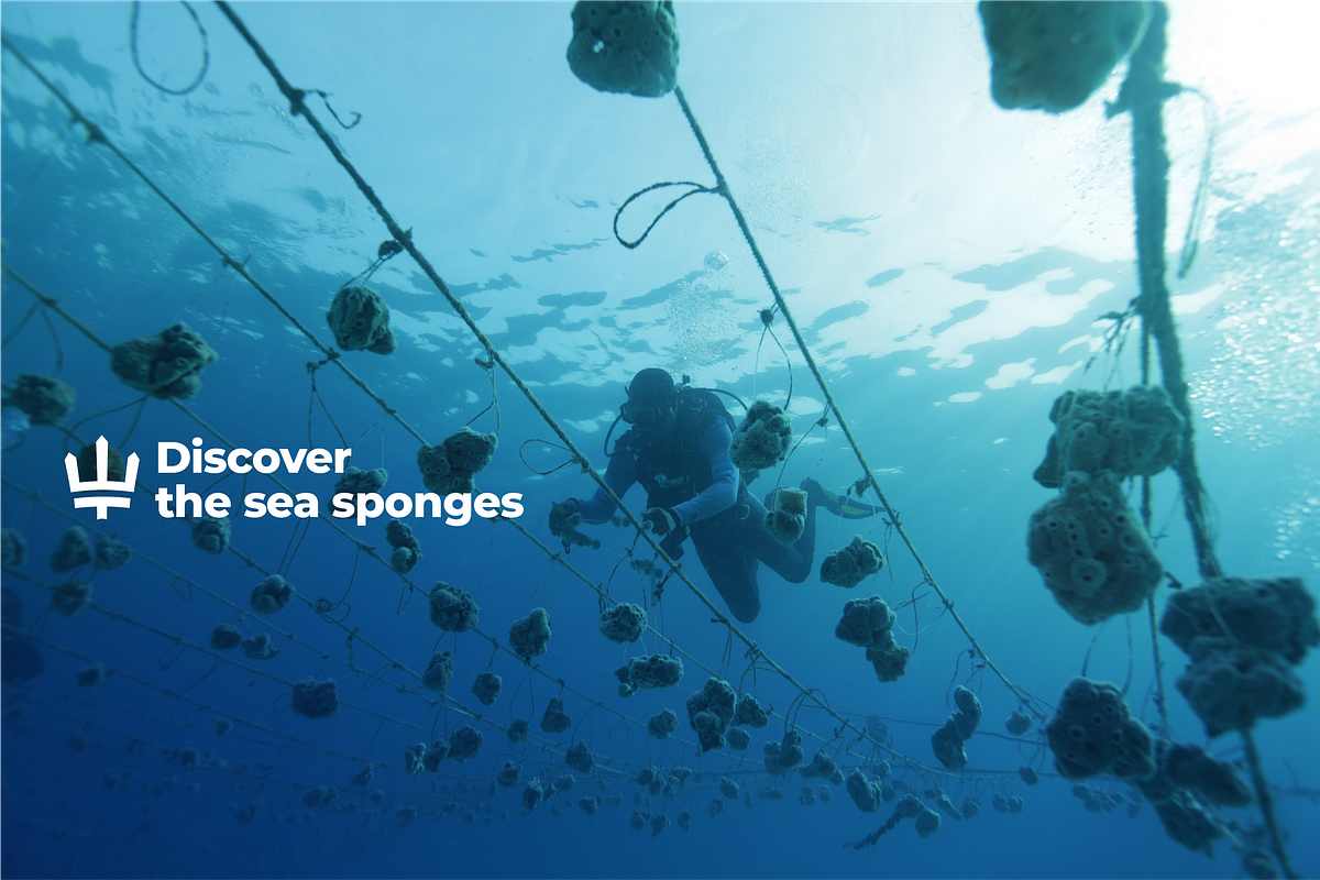 Course 1: What is a sea sponge ? 🧽 | by The Aquaverse | Medium