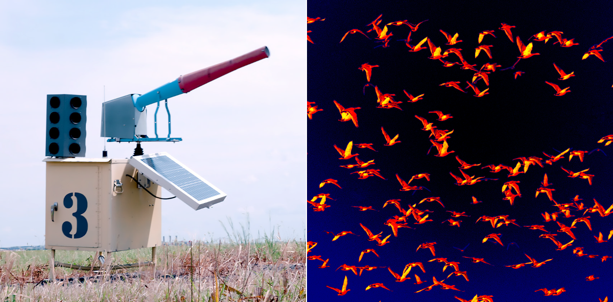 No Fowl Play: How Wildlife Strike Mitigation Helps Ensure Safe Skies ...