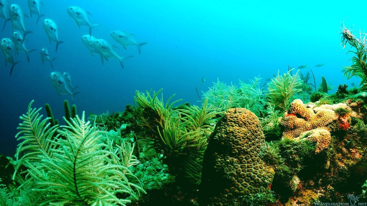 Sea Forests: An Ecosystem in Peril | by Dineshkumar Muthu | Medium