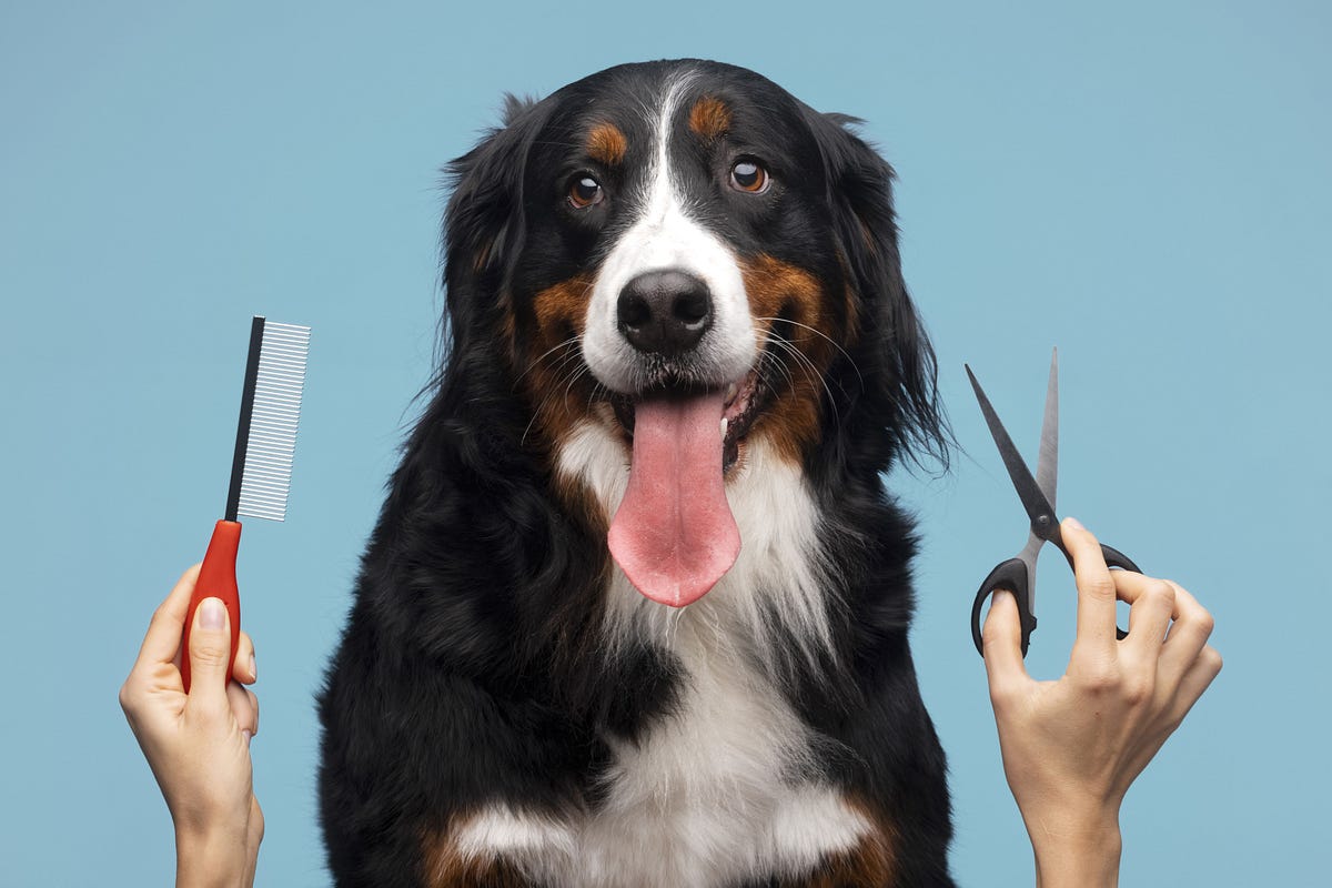 Ultimate Guide to Pet Grooming: Tips, Techniques, and Benefit | by ...