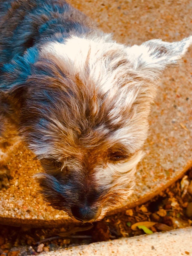 I’m a Pensive Pup _ myName ‘Tanki Poo _ and sometimes I Wonder | by ...