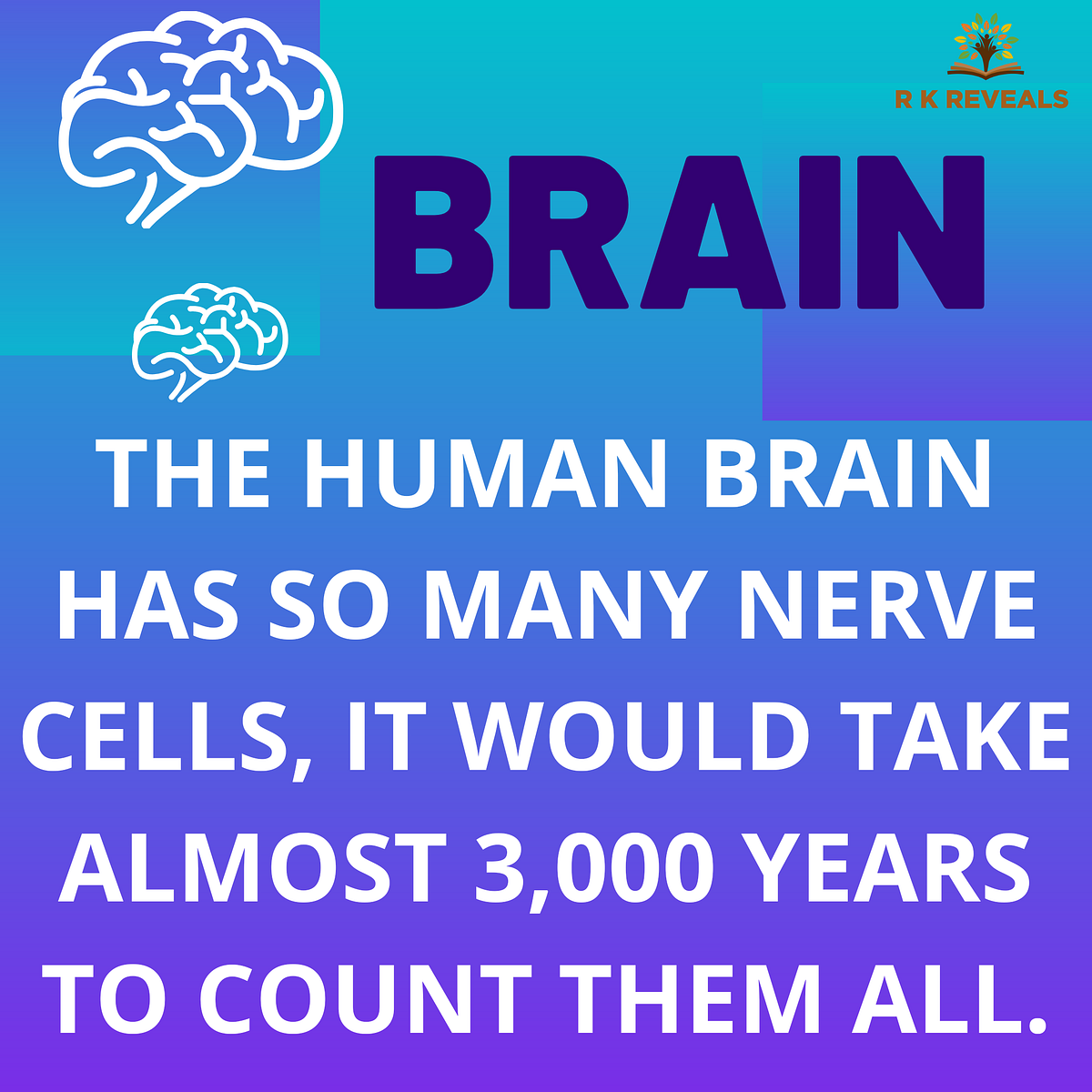 Human Brain | by R K Reveals | Medium