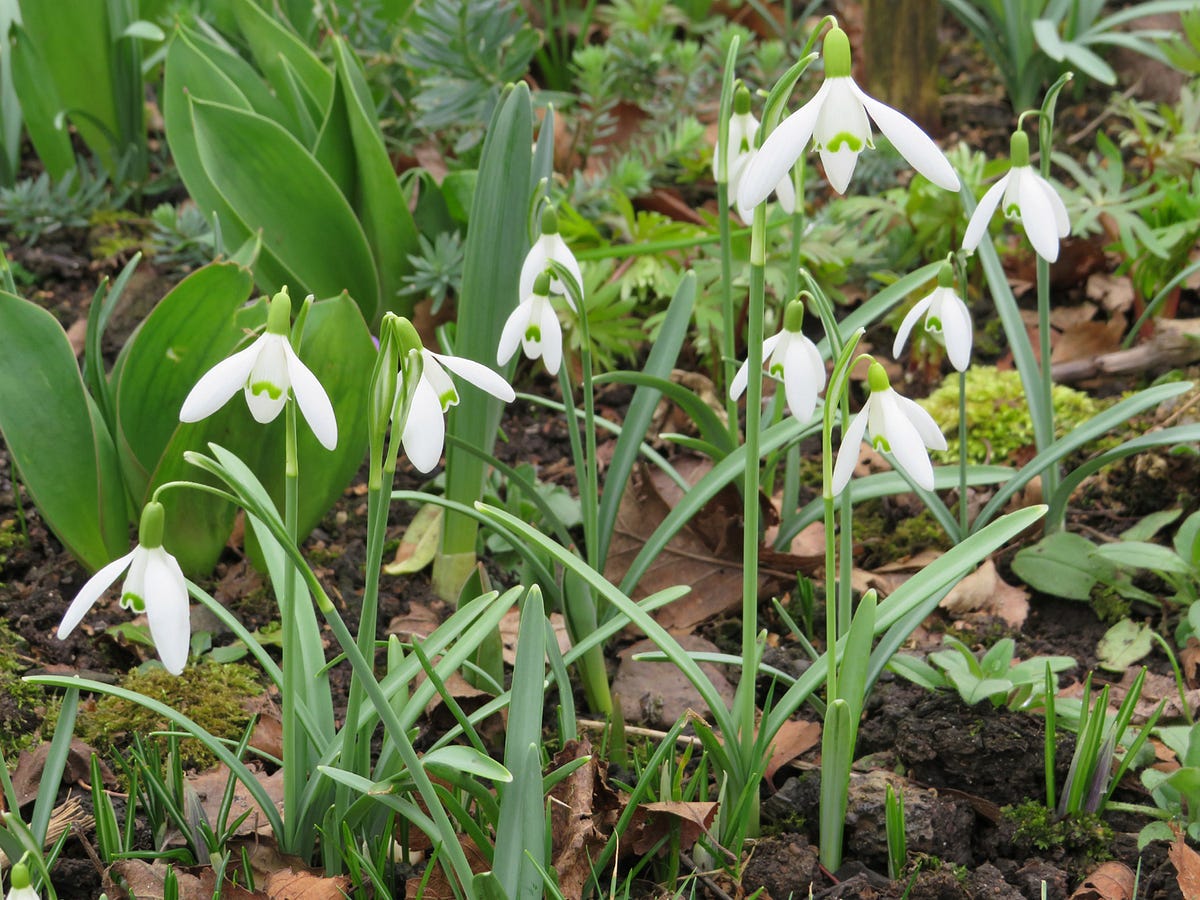 Racing to be Spring’s First Flower | by Linda Acaster | Six Word Photo ...