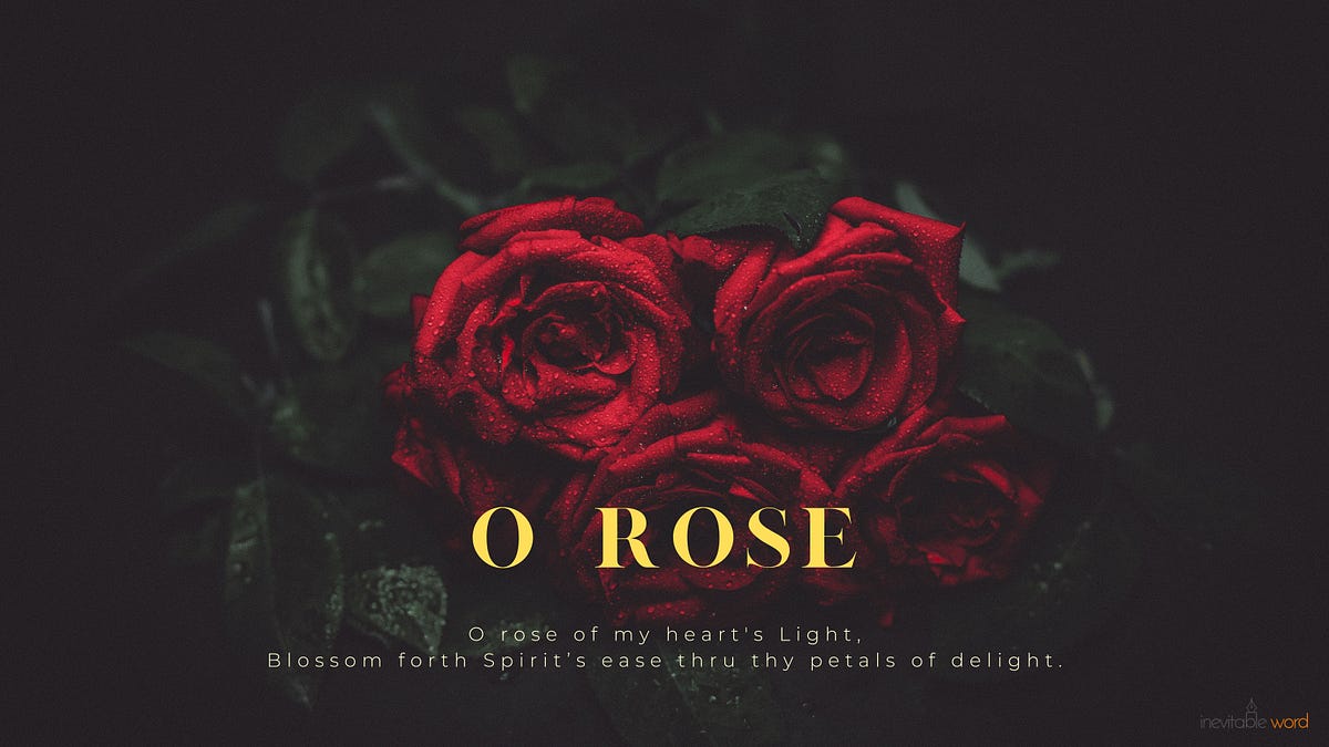 O Rose - Inevitable Word - Medium