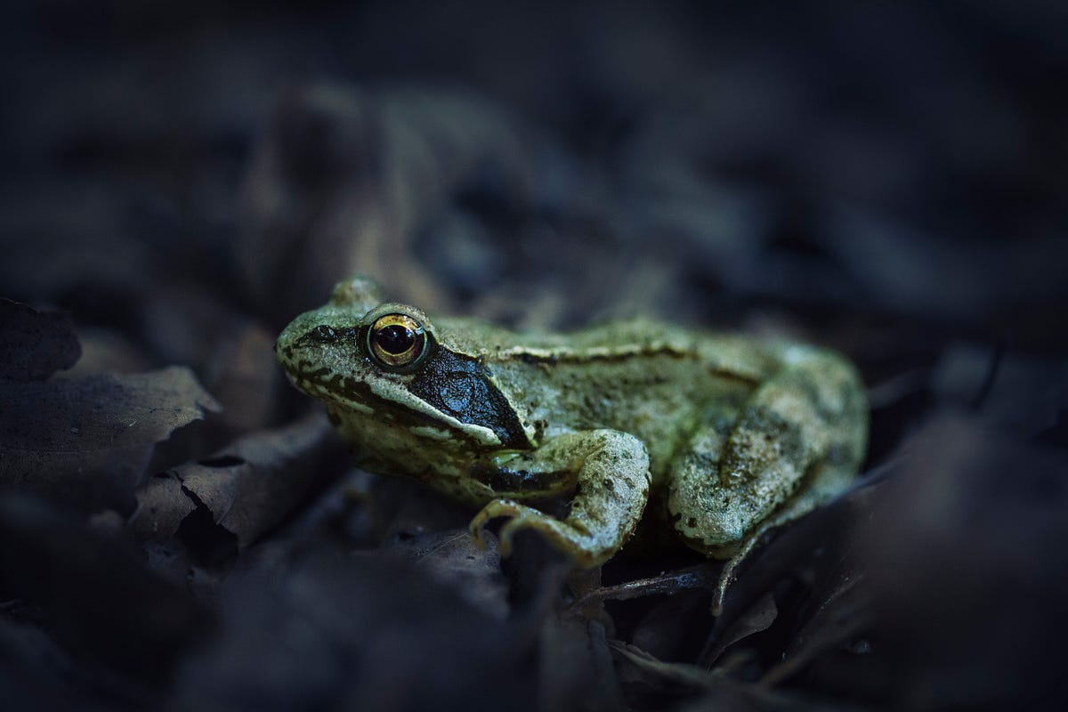 Macro Photography. Part One — Initial thoughts | by Lars Richter | Medium