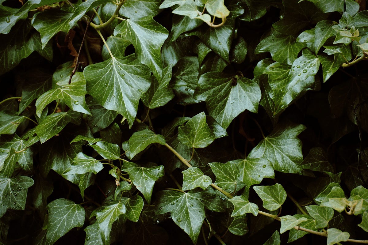 like ivy. Poetry Sunday | by edh lamport | P.S. I Love You | Medium