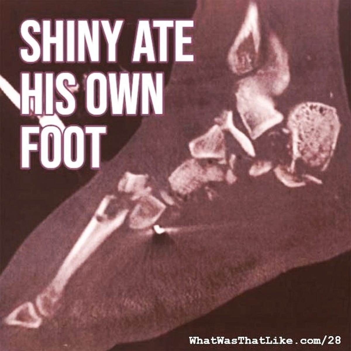 28 Shiny ate his own foot. Today’s conversation is one I’ve been… | by ...