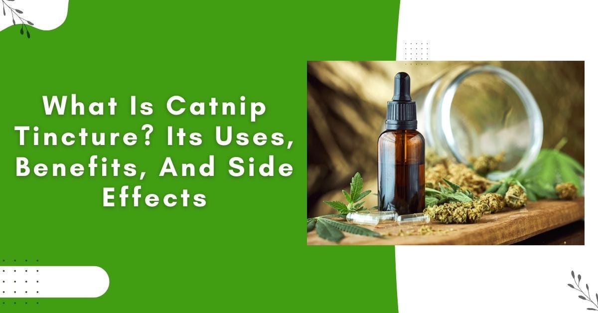 What Is Catnip Tincture? Its Uses, Benefits, And Side Effects - Sheas ...