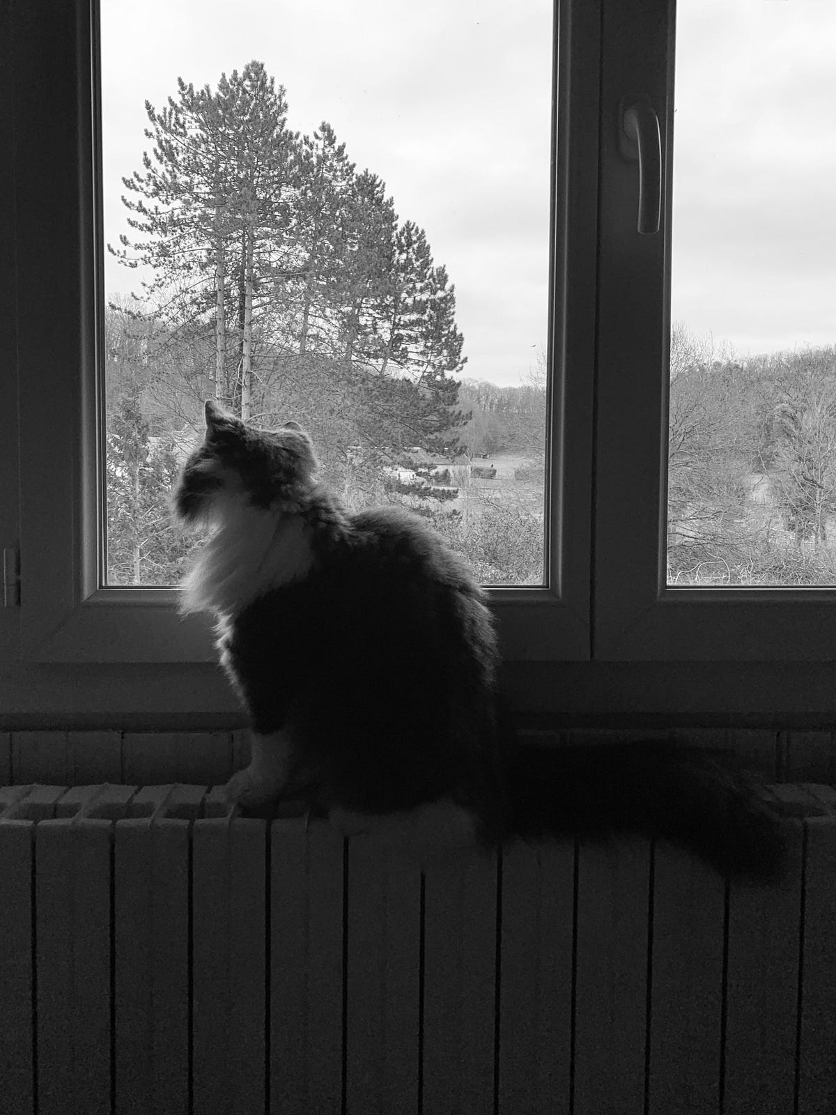 The Tale of Tina. Cat portraits | by Alison Spence Montillet | Catness ...