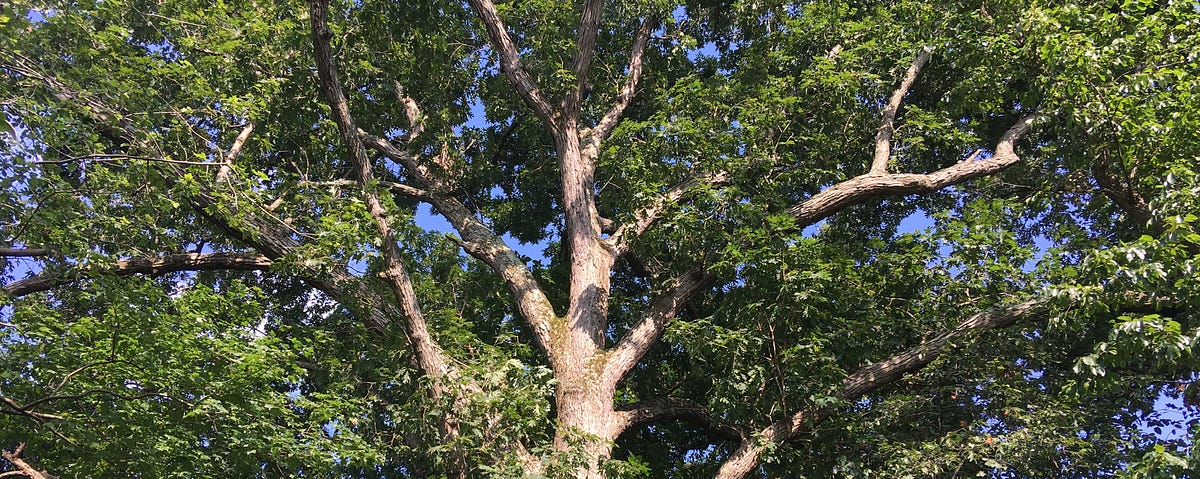 Yard to Table: Building a local wood economy | by Local Futures | Medium