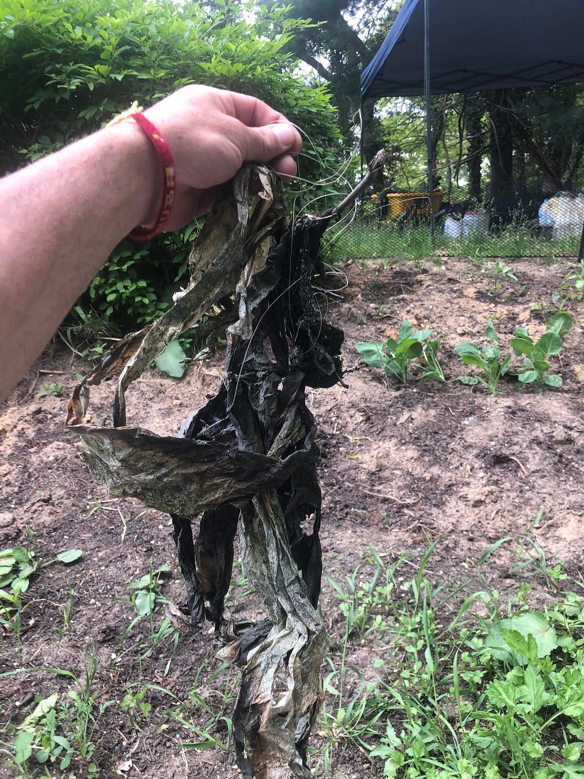 PART WILDLIFE LOVER, PART PLASTIC HATER AND WHY I QUIT FISHING TODAY! | by Britton Kelley | Medium