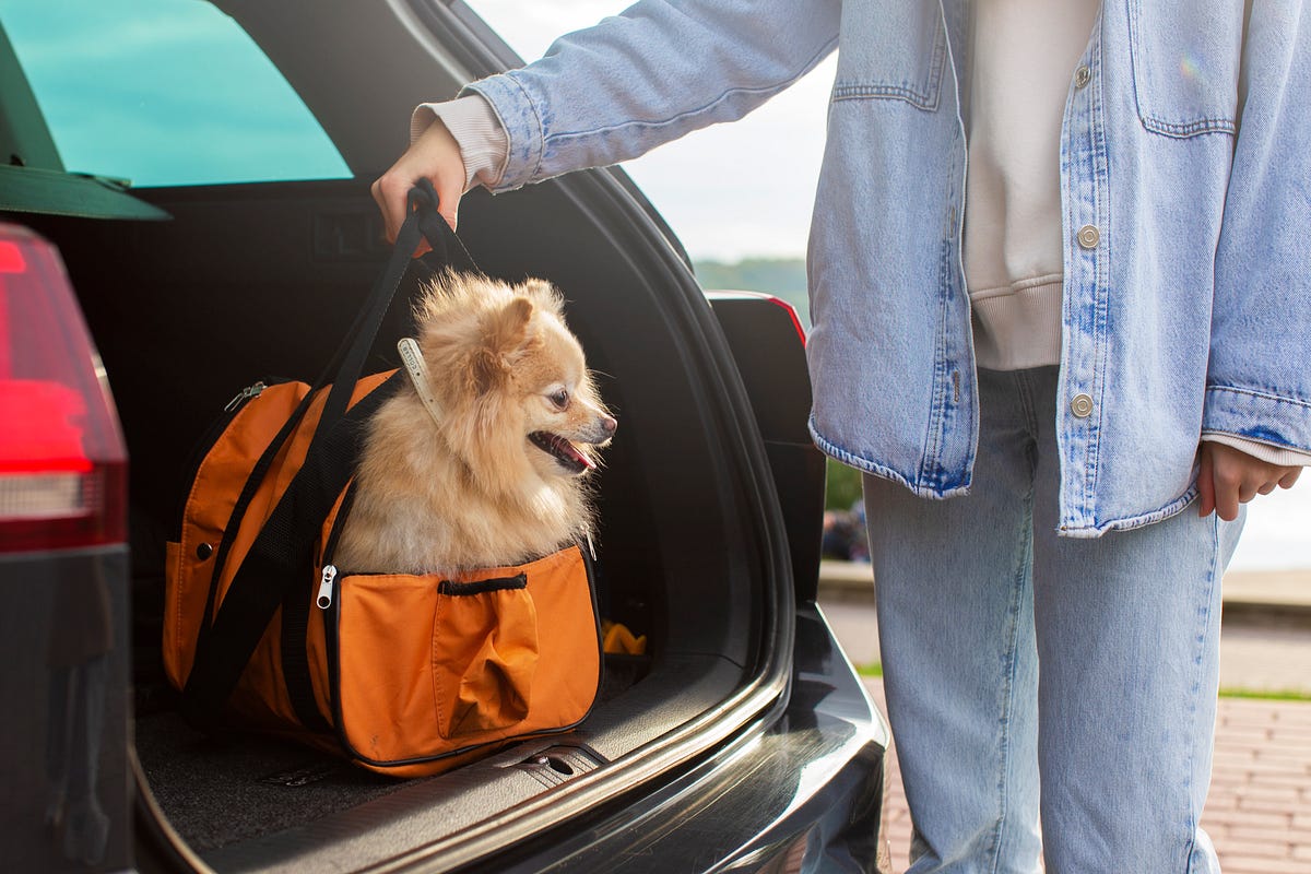 Comfort and Care: The Essence of Professional Pet Transport | by Barkha ...