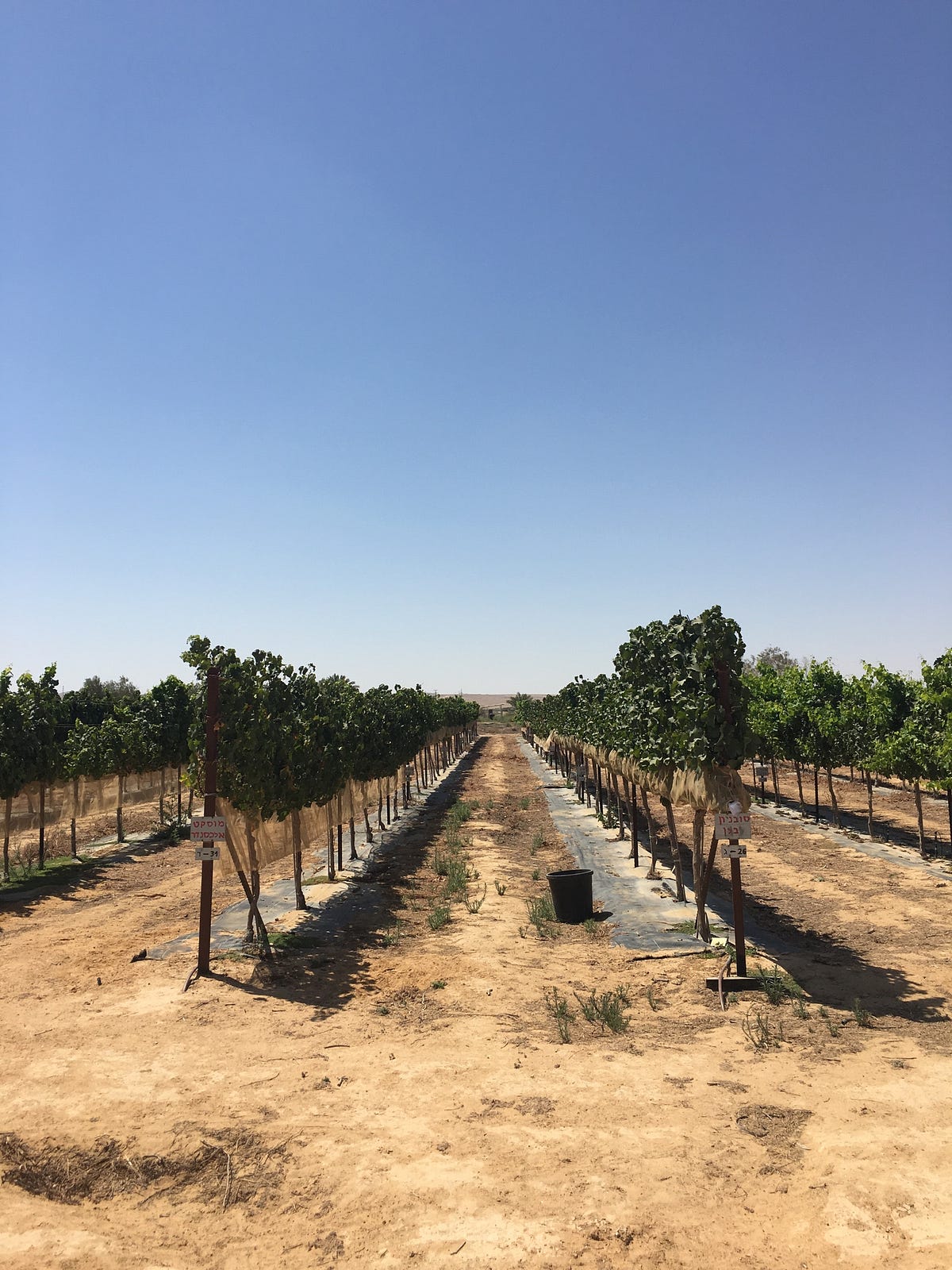 The Farmer: Ramat Negev AgroResearch Center | by Aaron Davis | Medium