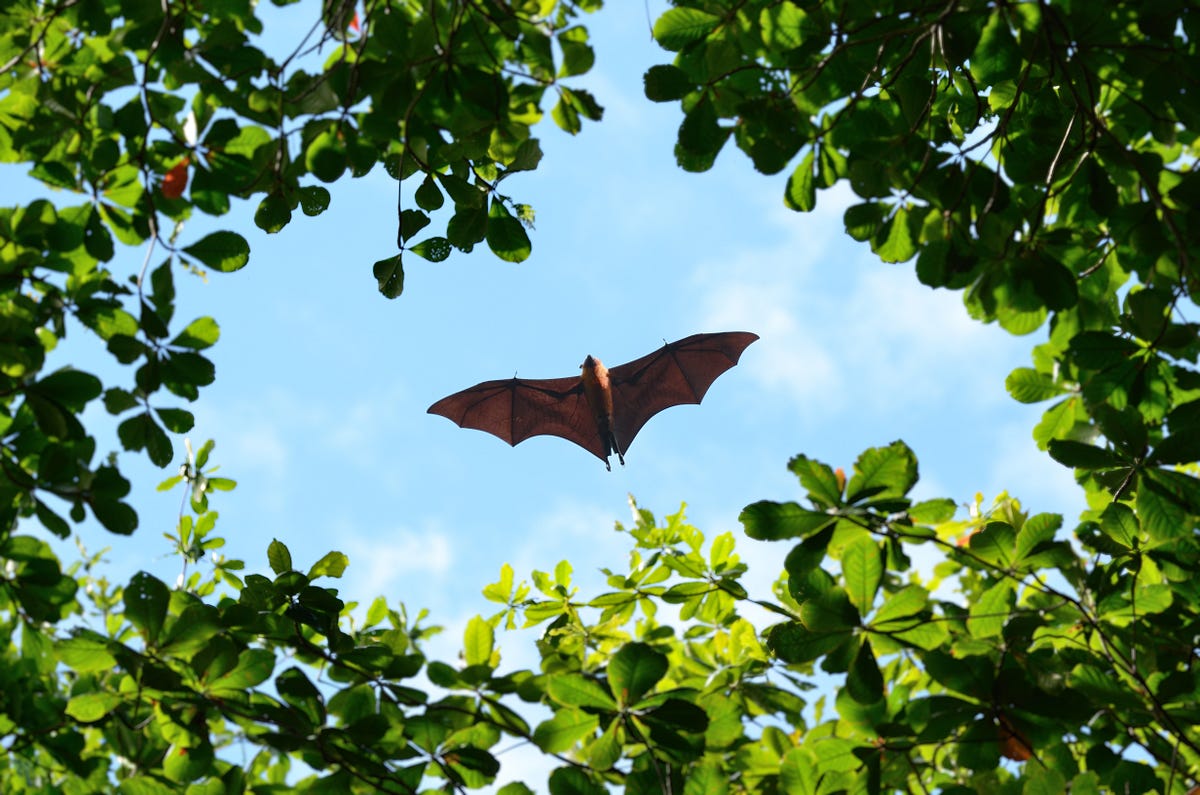 Why would you want 200 bats in your backyard? | by Erika Ottela | Medium