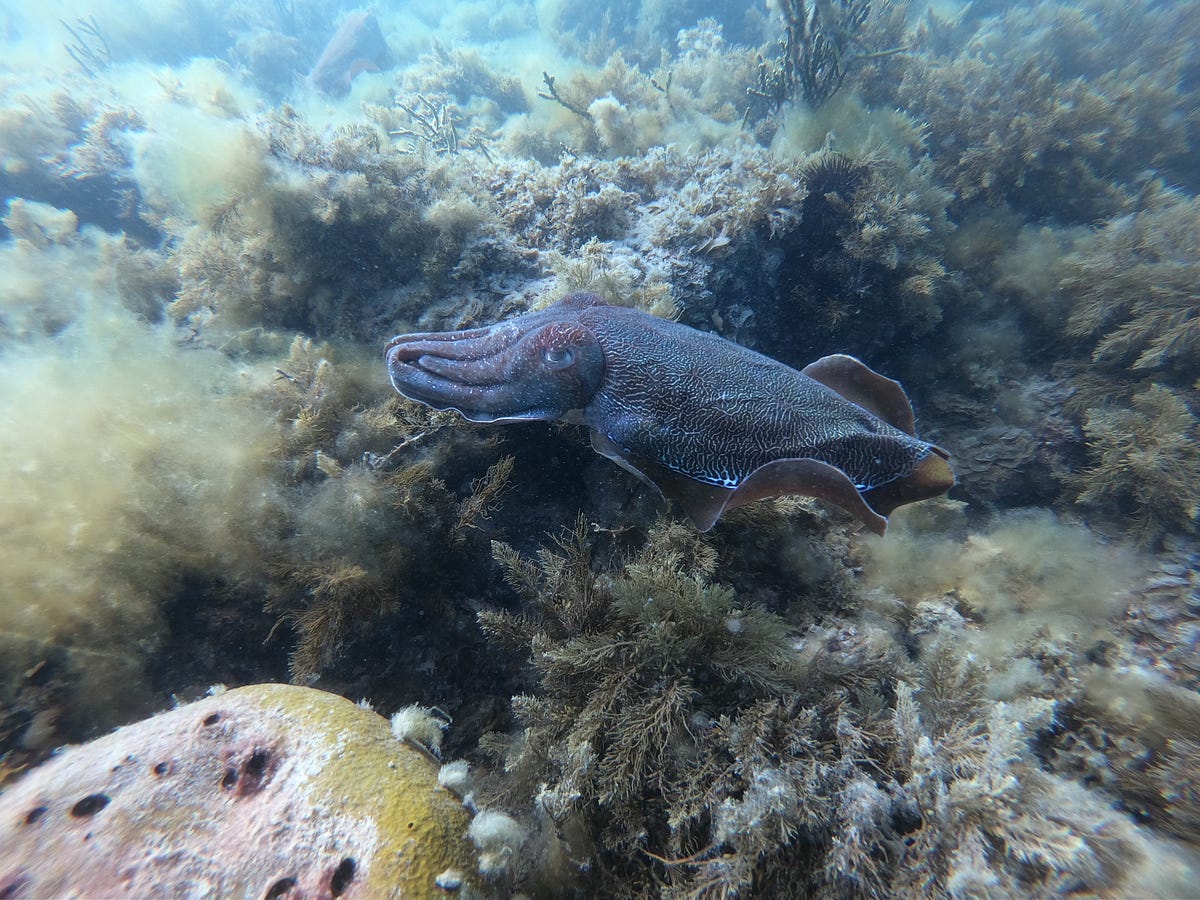 Diver’s Blog Eight: Second Giant Cuttlefish Dive. | by My Diver’s Blog ...