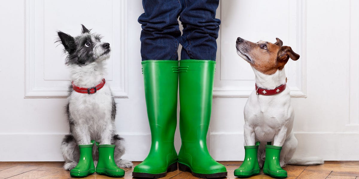 Fetching Success: My Journey to Building Trust and Getting My First Dog ...