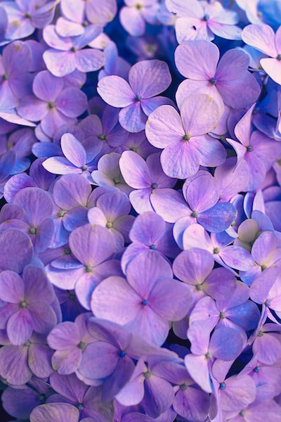 EFFECT OF PURPLE COLOR AS PER FENGSHUI Many people love purple colour ...