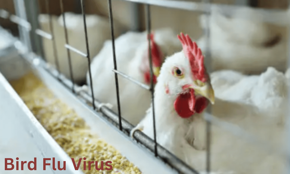 Bird Flu Virus: Infections in Humans | by Sonia Khan | May, 2024 | Medium