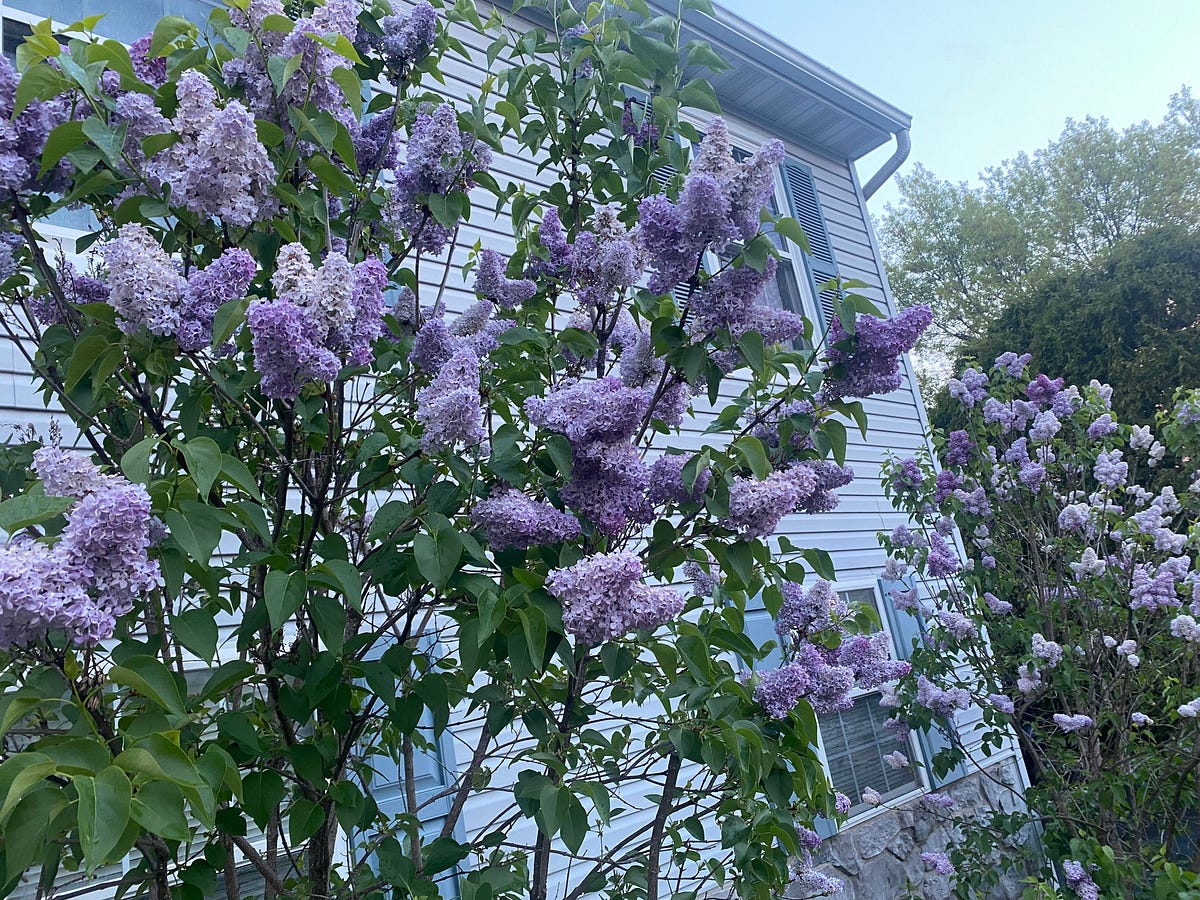 Timeless Blossoms. Daily Delight-April 26, 2023 | by Rebecca A. Barrett ...