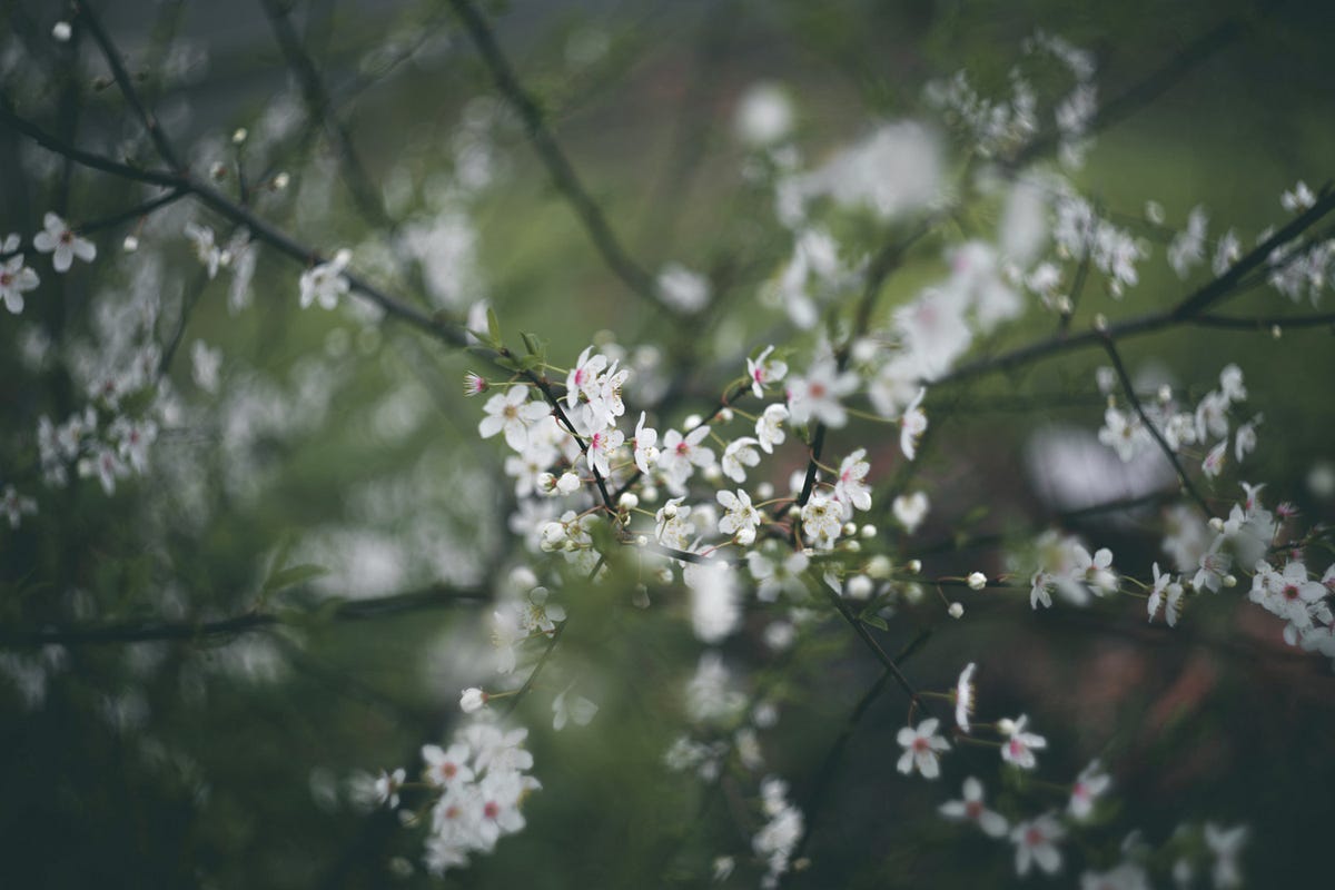 Spring. A Poem | by Thomas Gaudex | Scribe | Medium
