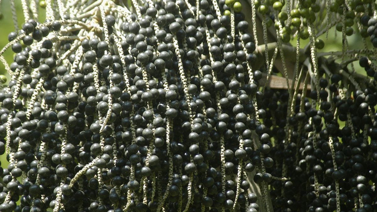 Acai: The Amazonian Superfood’s True Cost | by Anu Preethi Danila D ...