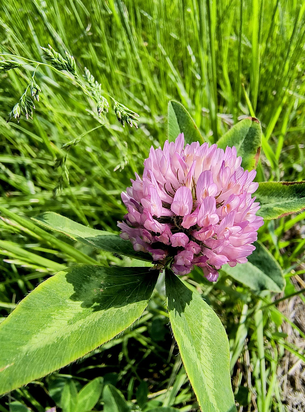 5 Lessons You Can Learn from the Red Clover | by J.M. Troppello | Bella ...