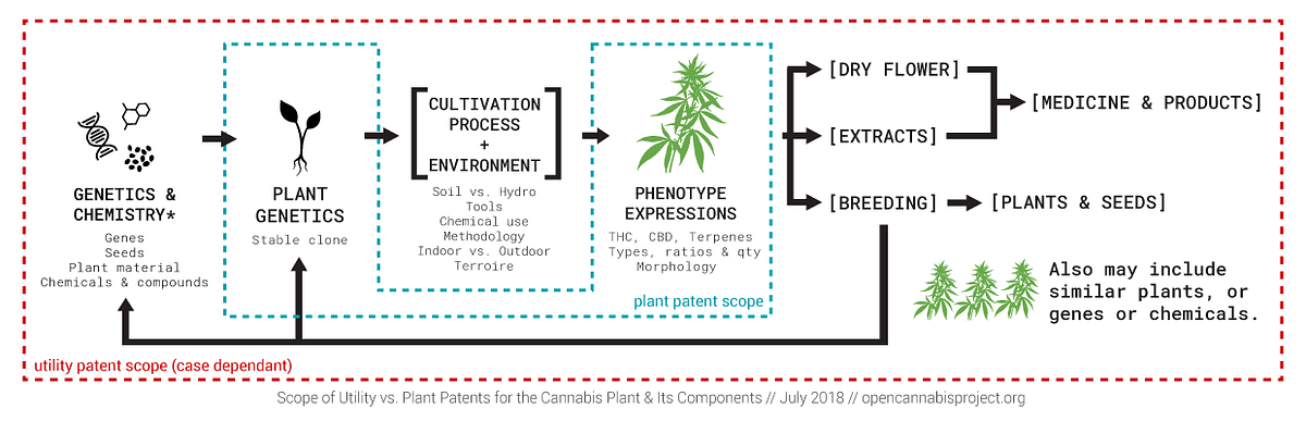 Types of Cannabis Patents and Their Scopes | by OCP | Open Cannabis ...
