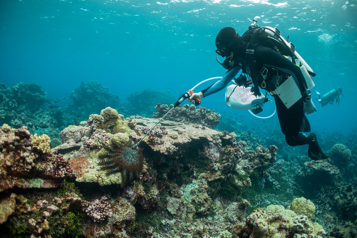 Diving for Starfish to Protect Palmyra’s Coral Reef | by U.S. Fish and ...