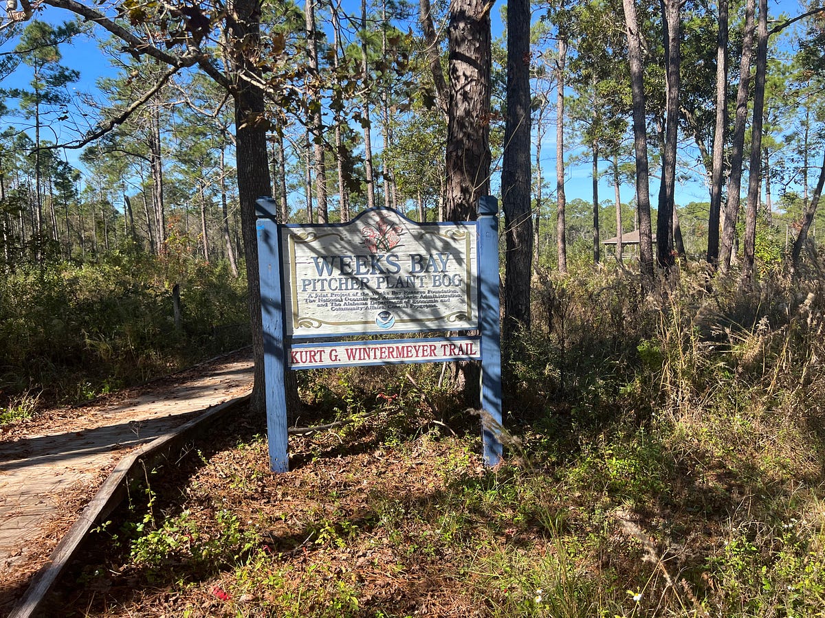 Visiting Weeks Bay Pitcher Plant Bog | by Julia A. Keirns | Picture ...