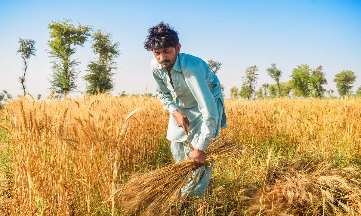 Harvesting Harvest Time in Sindh. The sun beat down hot on Sindh. Wheat ...