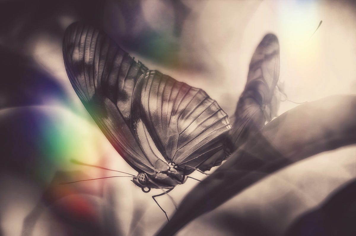 Metamorphose: a poem on transformation and rebirth | The Lark
