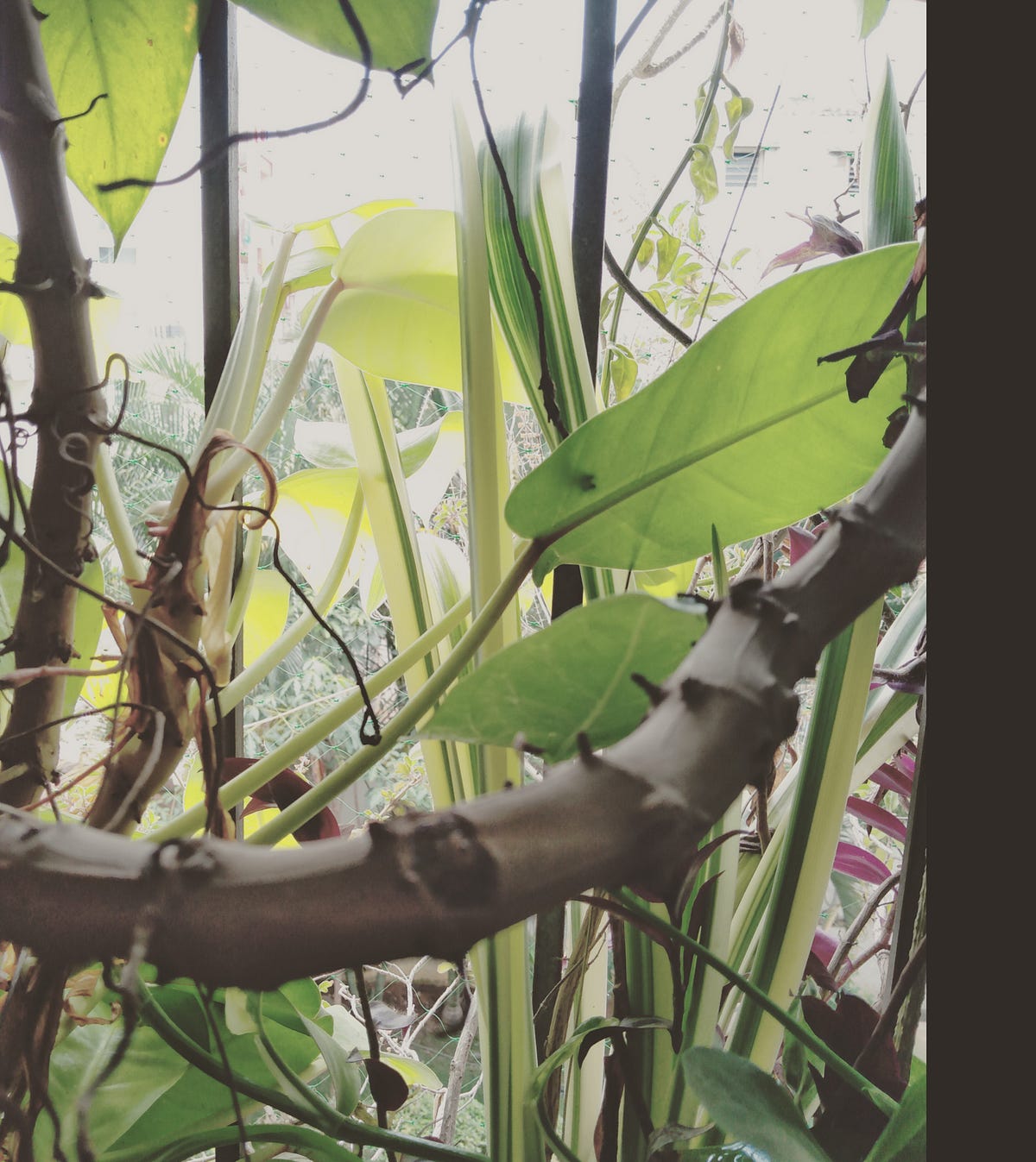 Flight of a new a poem about finding a new project I was a son of a gardener He had no qualms ...