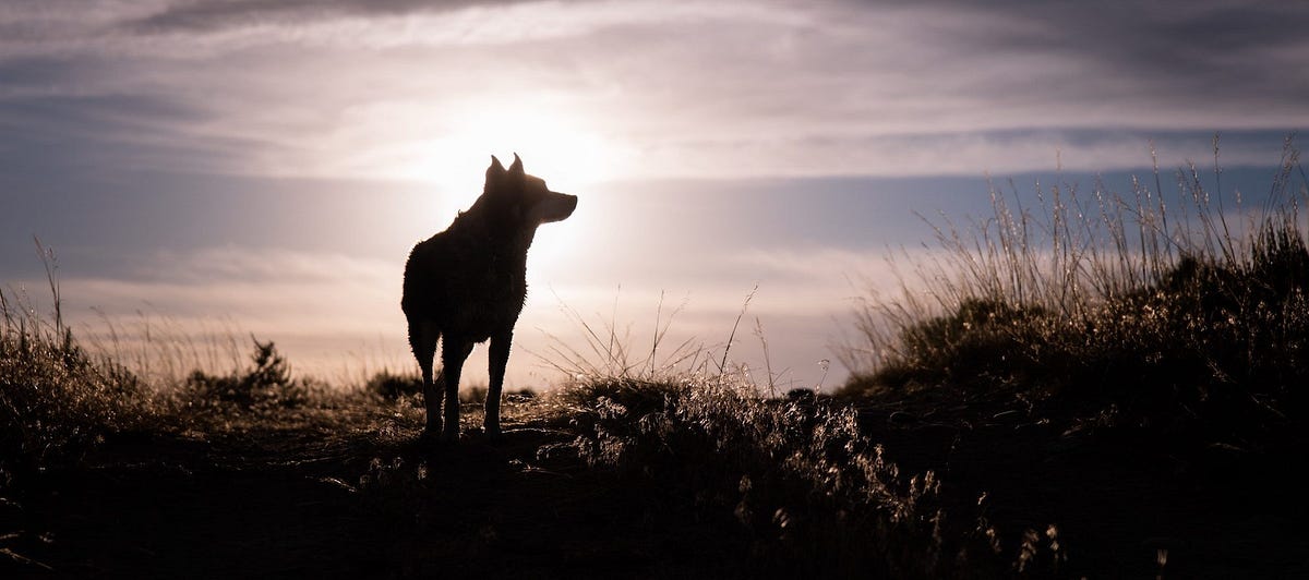 Trading Retrospective: Lone Wolf or Bro? | by Brian Lee | Medium