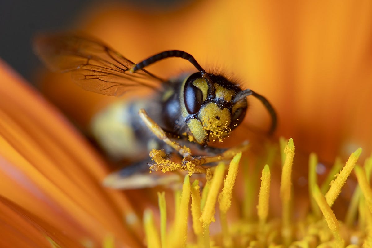 Everything You May Need to Know on Macro Photography | Click, Click, PHOTO!
