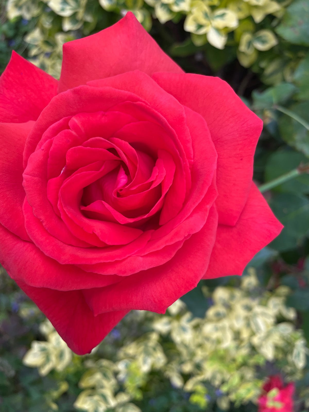 A Rose by Any Other Name?. A Six Word Photo Story: Freestyle | by ...