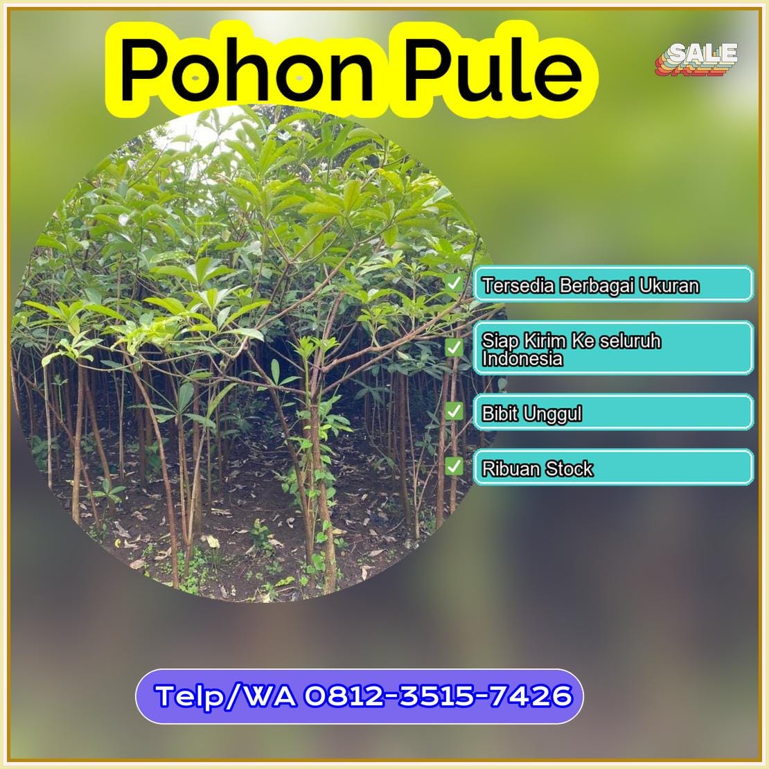 Grosir Bibit Pohon Pule Sumenep | by zahrah bibit | Jul, 2023 | Medium