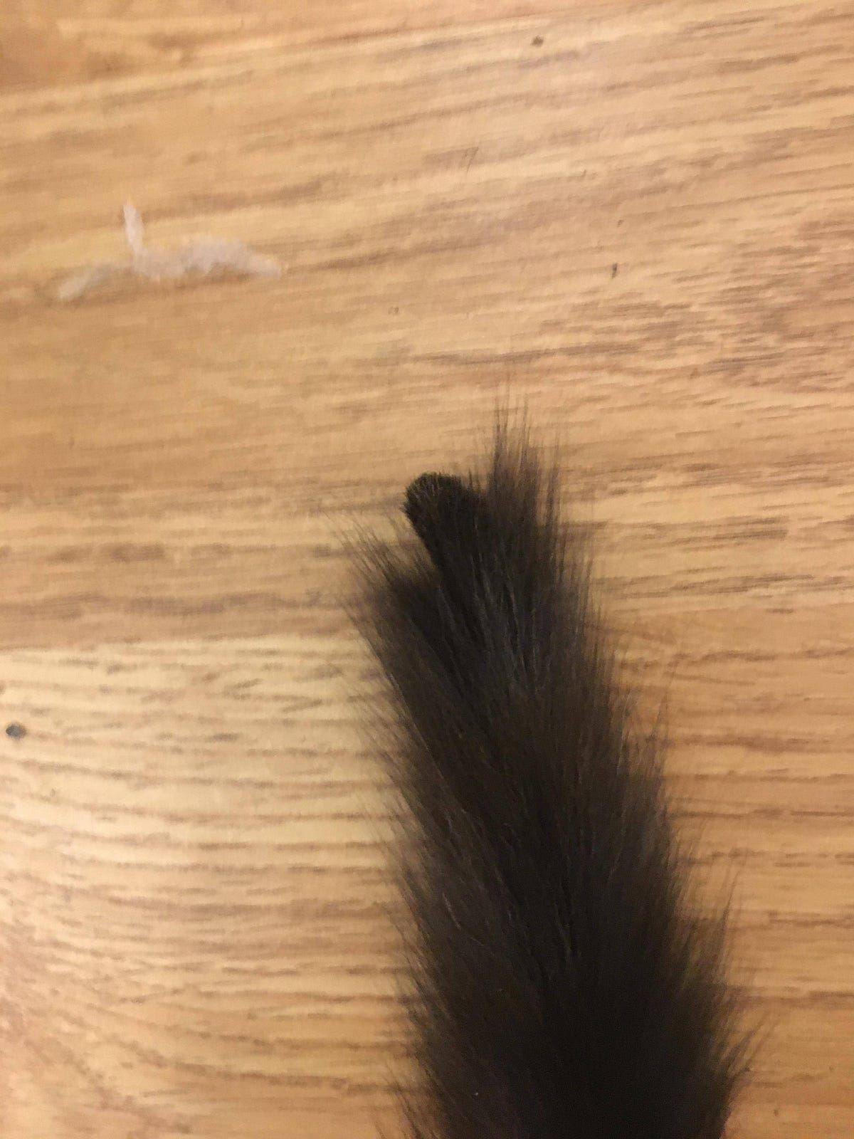 Cats Tail Fell Off It Is Extremely Unusual For A Cats By Catnus Medium