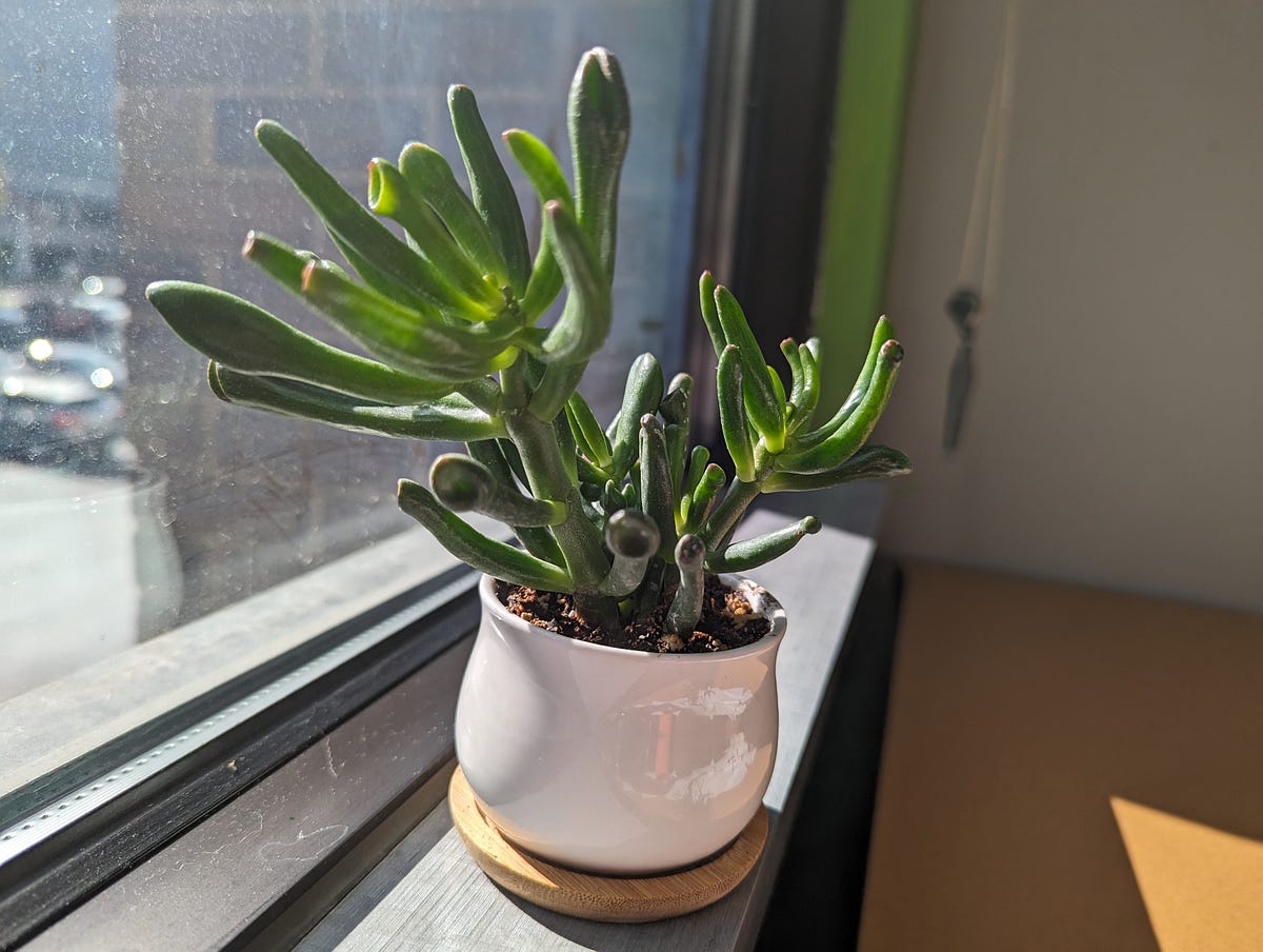 I’m Keeping a Plant Alive at Work | by Matthew Maniaci | Thing a Day ...