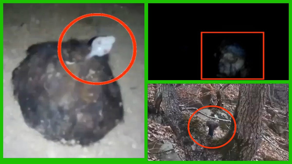 10 Mysterious creatures captured on camera. | by Михаил Николаев | Medium