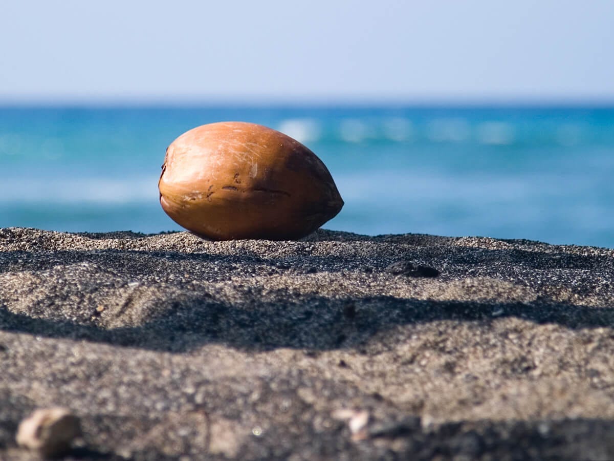 Nightmare Fruit: How the Coconut Got Its Name | by Yow Hong Chieh | Medium