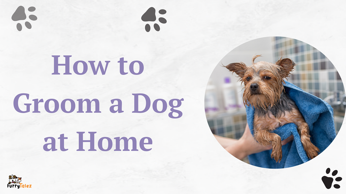 How to Groom a Dog at Home - Mithilesh Thakur - Medium