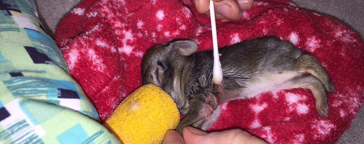 Baby rabbit killed in pet attack, another injured | by Conservancy of ...