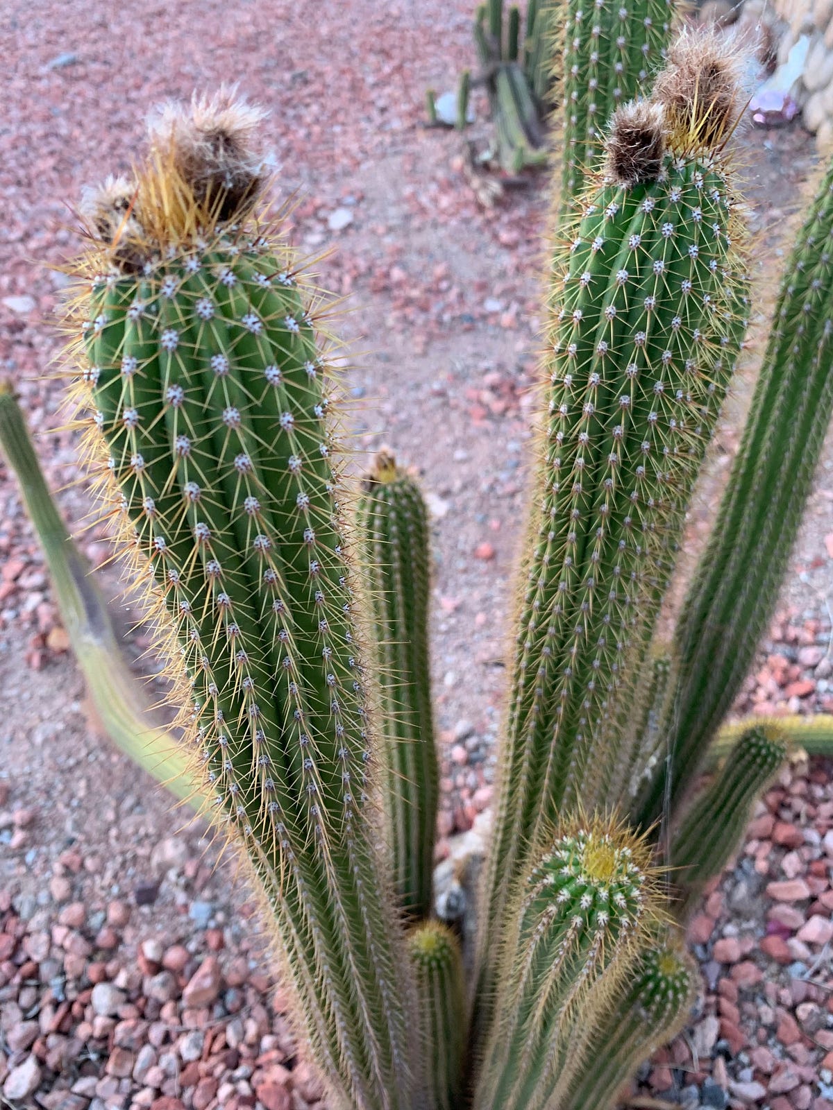 Hugging the cactus. What depressions feels like: | by Carol Eaton | Medium