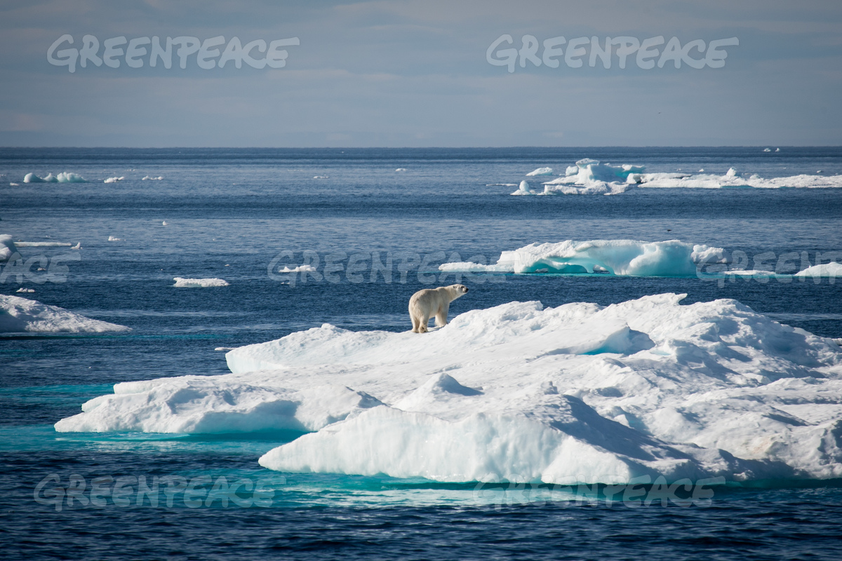 How ‘Save the Arctic’ Became a Global Priority: Greenpeace’s Campaign ...