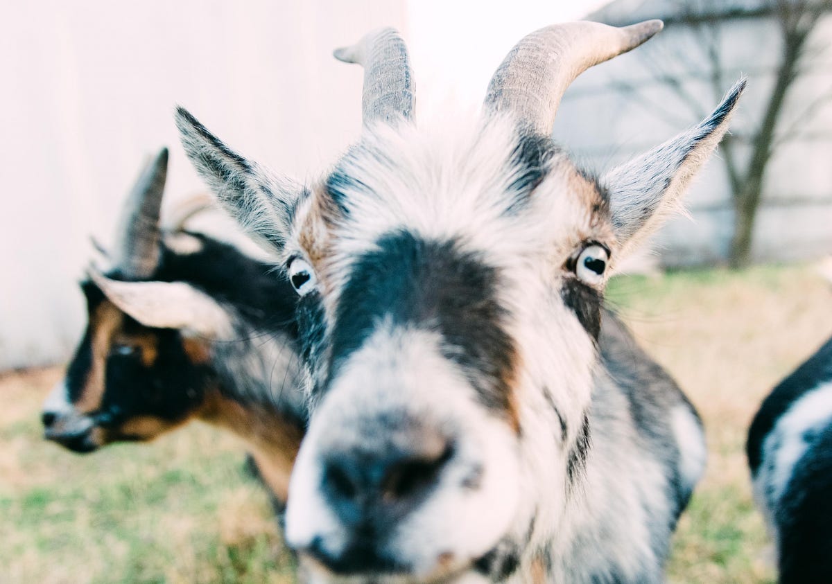 Animal photo editor. Wild Animal Photo Editor can be the… | by James ...