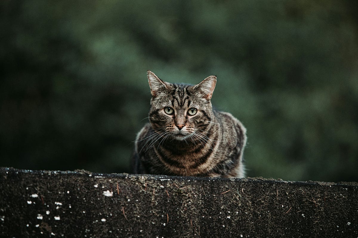 Gaya Hidup Kucing dan Cara Kontrol Populasinya | Penanganan Kucing ...