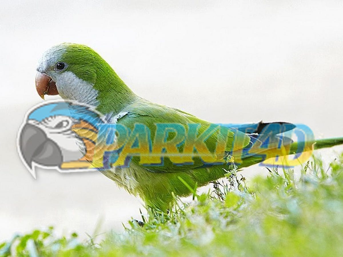 APA ITU BURUNG PARKIT MONK ATAU MONK PARAKEET? | by Kejuslot | Medium