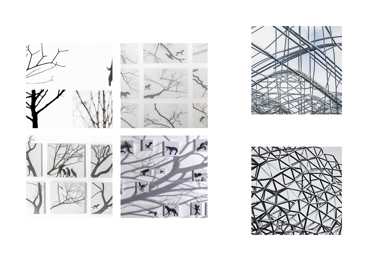 “Mathematics behind the growing of tree braches” And the developtation ...
