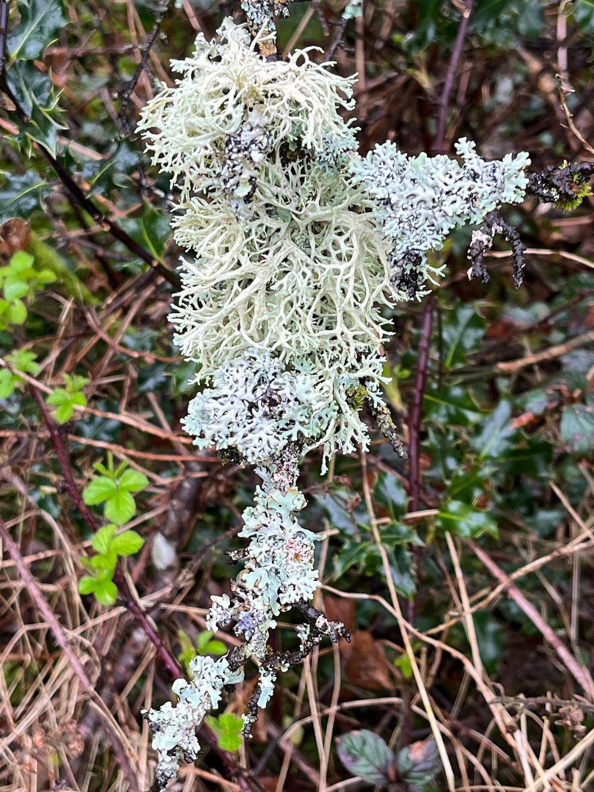 Lovely Lichen. A symbiotic relationship | by Zivah Avraham 👁️ | Weeds ...