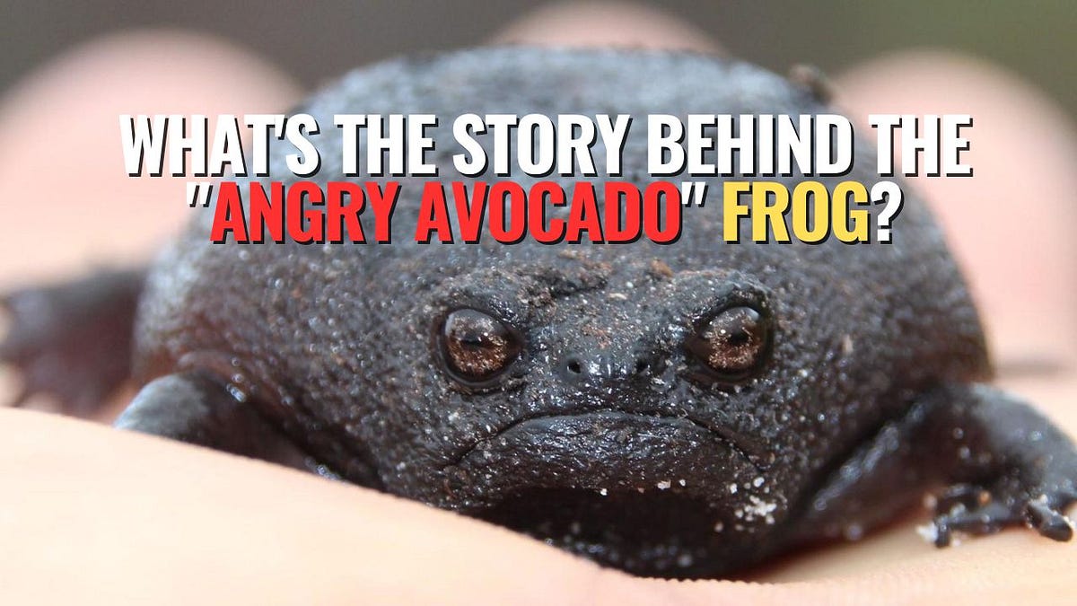 Meet the “Angry Avocado”: The Black Rain Frog That Has Everyone Talking ...